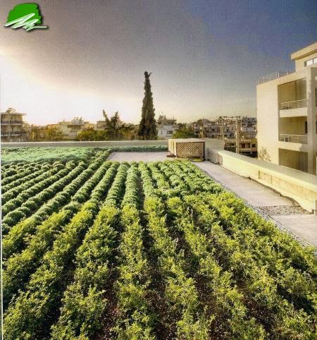 ΤΑΡΑΤΣΟΚΗΠΟΣ...Ο ΚΗΠΟΣ ΤΩΝ ΠΟΛΕΩΝ: Το πολύτιμο «πράσινο» δώμα