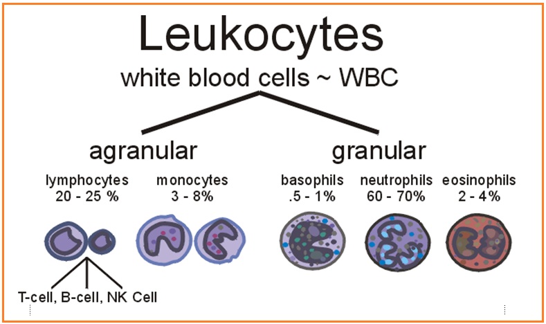 Bahaya leukosit tinggi