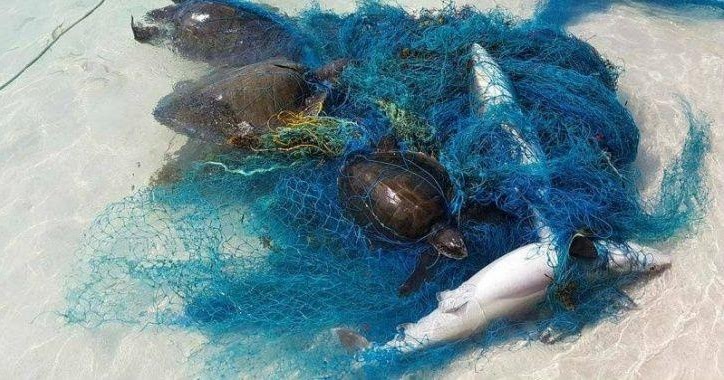 Dying Sharks, Deformed Turtles: Record Number Of Sea Creatures Are ...