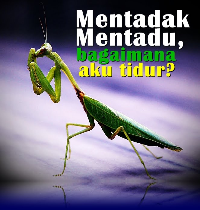MENTADAK MENTADU, BAGAIMANA AKU TIDUR?