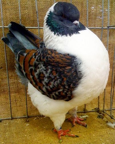 SPESIALIS MERPATI: MERPATI MODENA