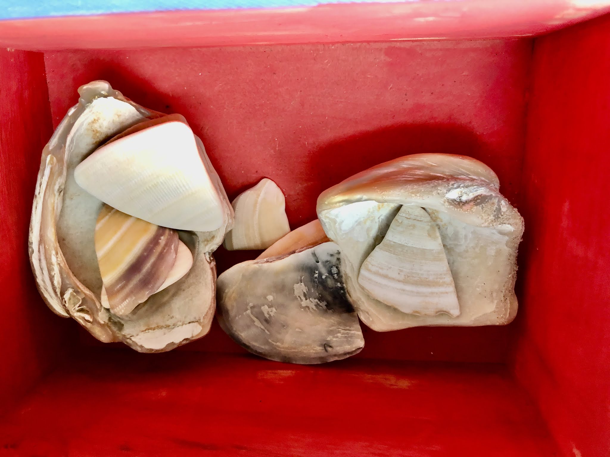 Ms. Nancy's Nook : Sea Shell Boxes DIY