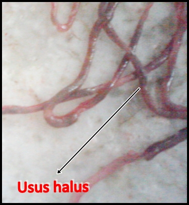 KELOMPOK 1 BIOLOGI BOMAR IPA2: LAPORAN BIOLOGI KELOMPOK 1 ( SISTEM ...