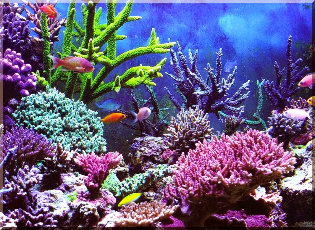 Materi Kampus: Mengenal Terumbu Karang di Indonesia, Jumlah Terumbu ...