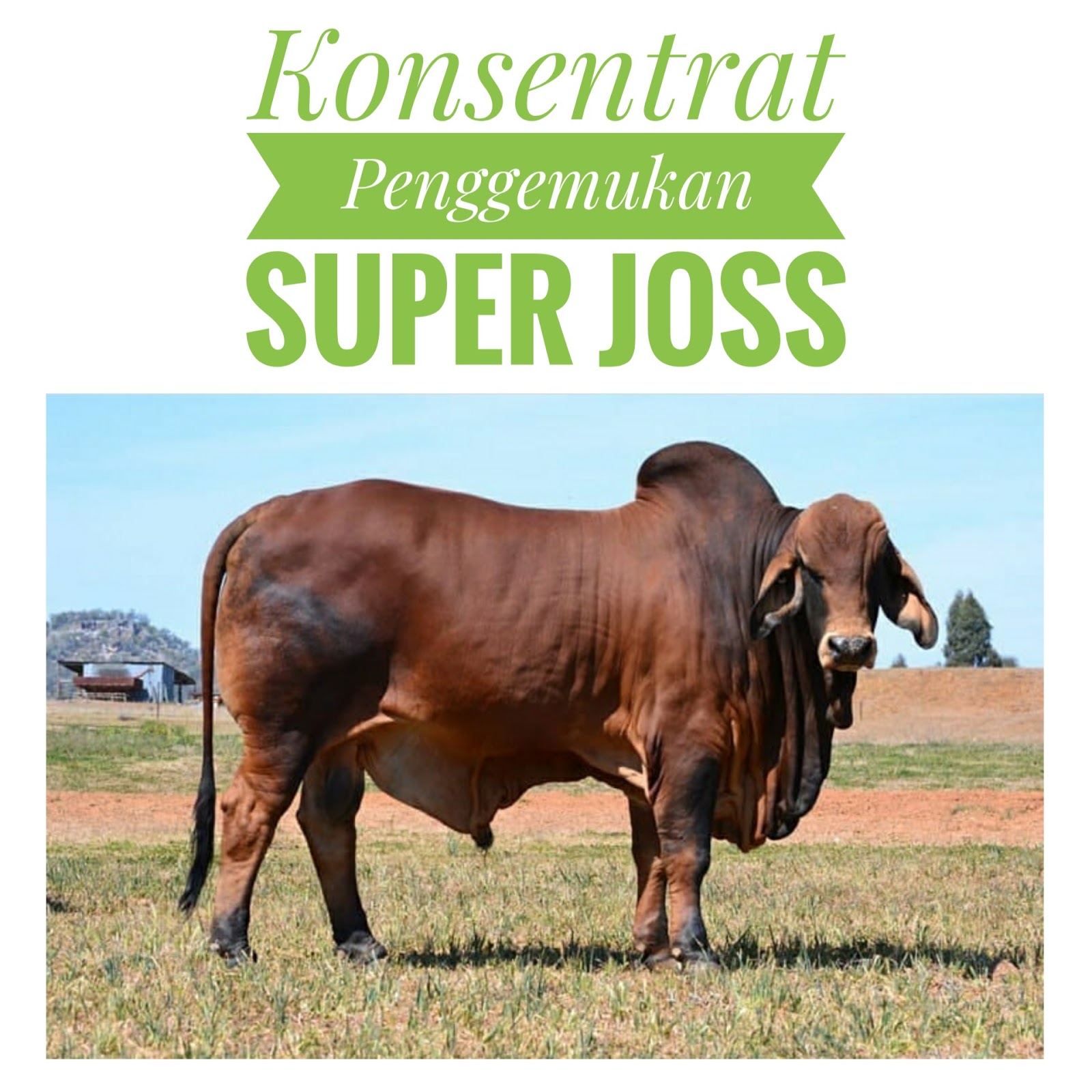 Konsentrat Penggemukan Super Jos: Macam Macam Konsentrat