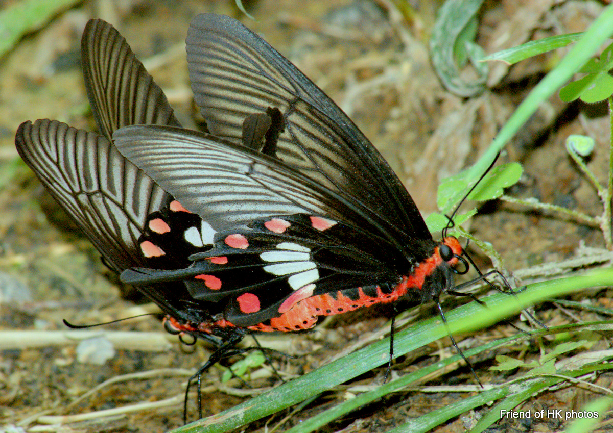 Photographic Wildlife Stories in UK/Hong Kong: The Life Of Common Rose ...