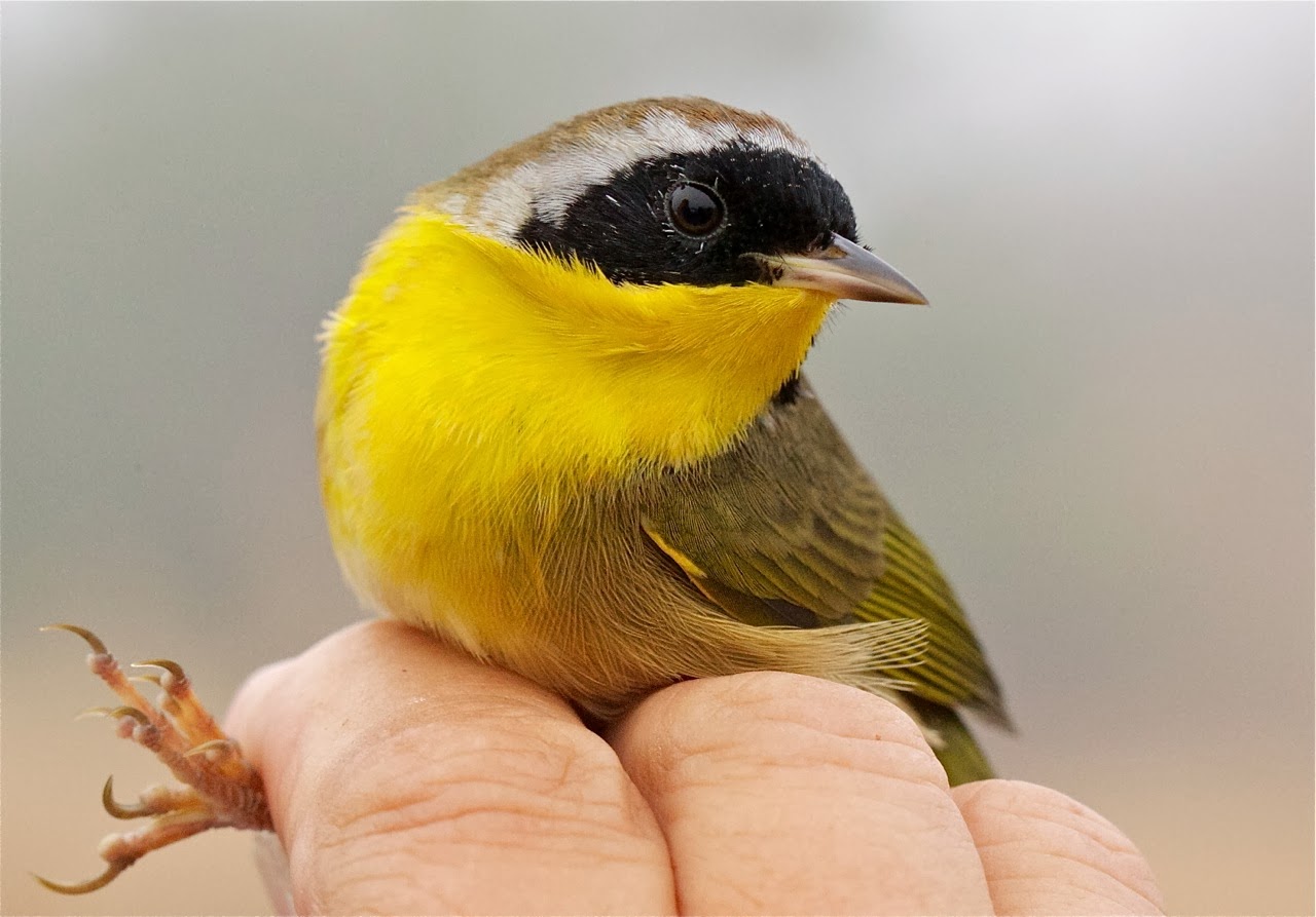 Bird Banding: Learning From Birds In-hand: Color Banding Painted Buntings