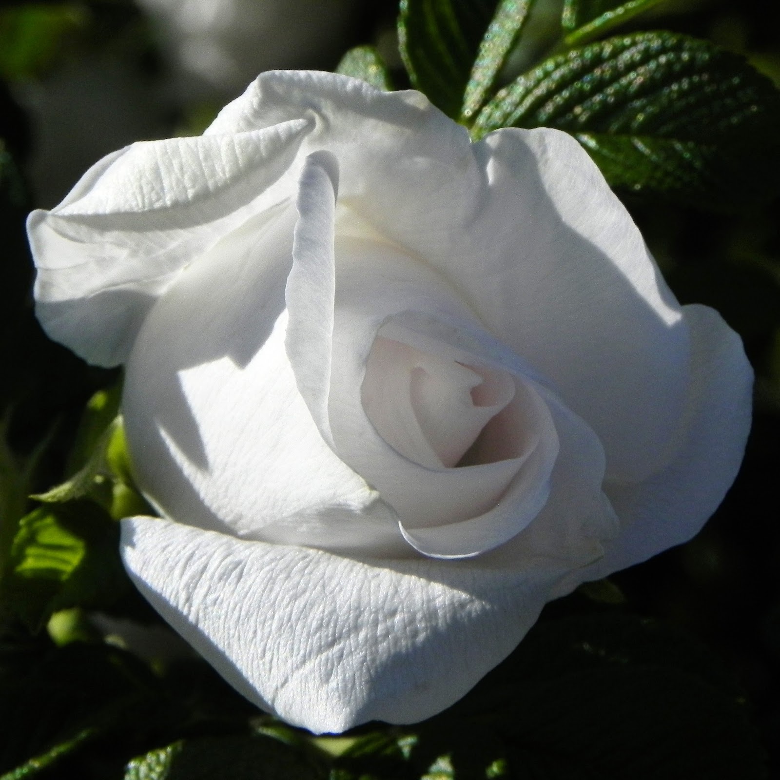 Power of the Flower: Mission Peninsula Michigan, Chateau Grand Traverse ...