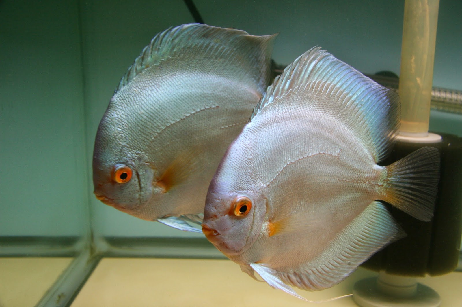 Blue Diamond Discus - Cichlid Lover