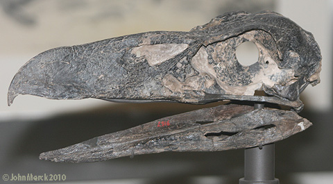 Noticias de Paleontologia: Psilopterus bachmann, un depredador con ...