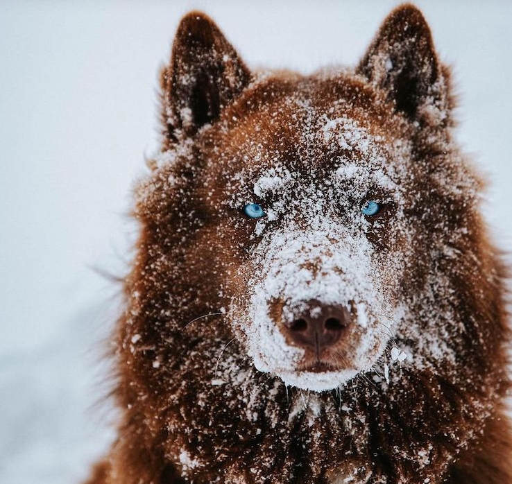 Beautiful Brown Wolf With Blue Eyes