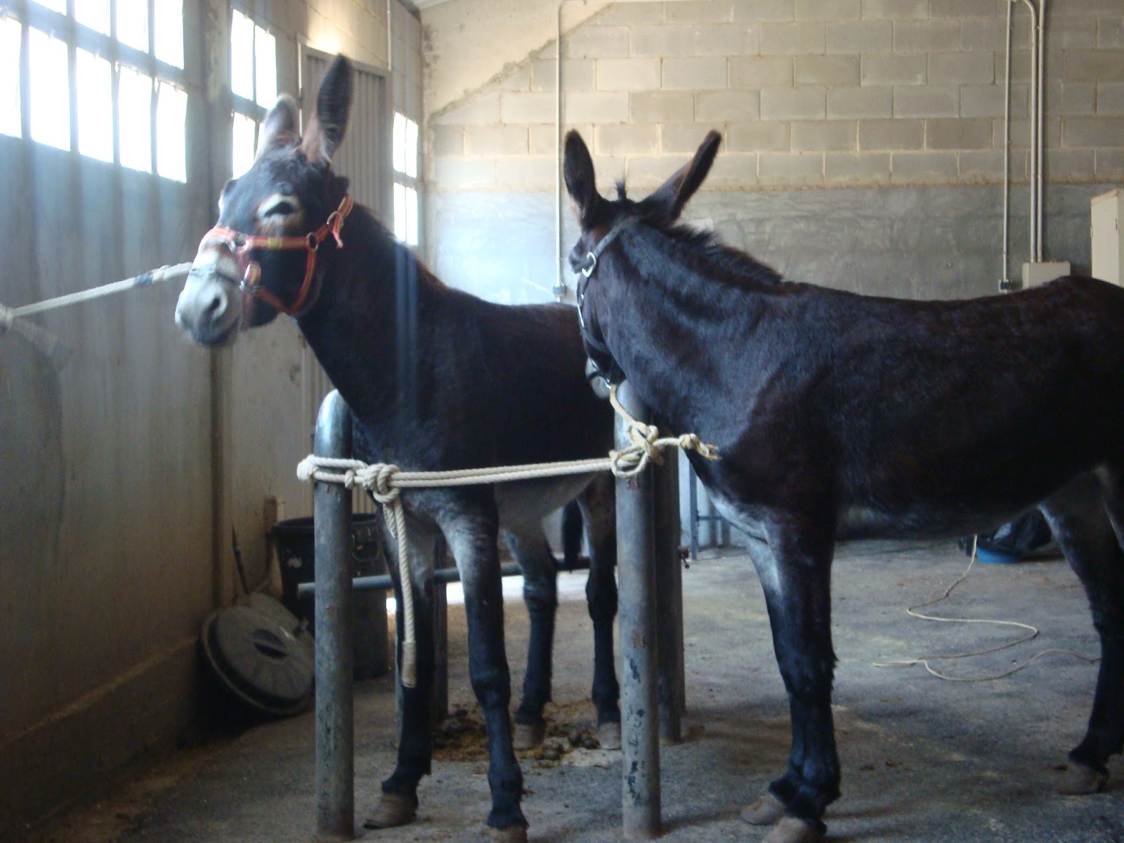 CATALONIAN DONKEYS' REPRODUCTION AT AUTONOMOUS UNIVERSITY OF BARCELONA ...