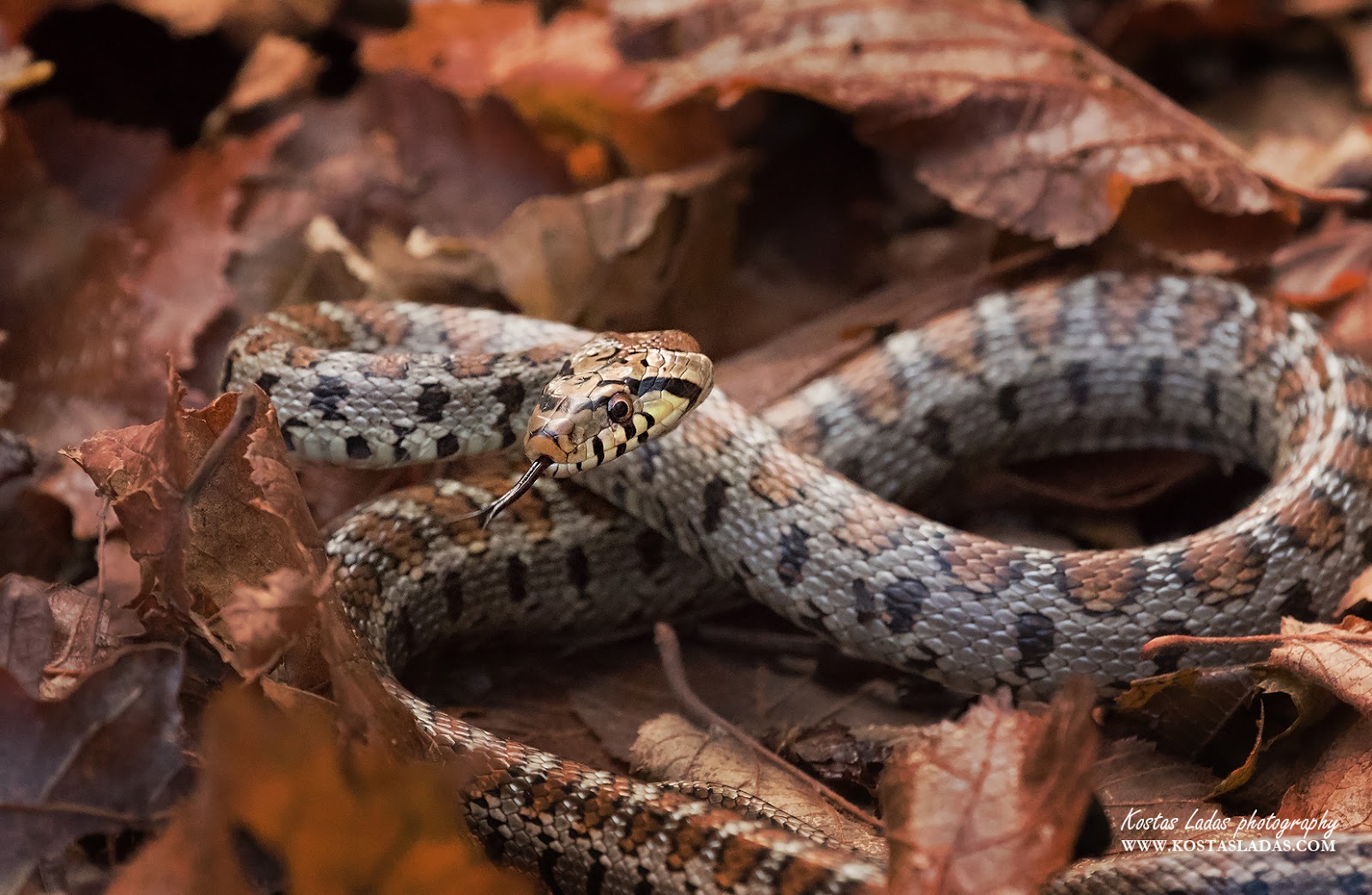 Kostas Ladas photography: Αγρια φύση