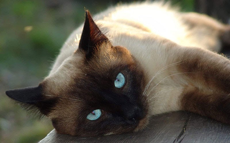 Cindyrella Story: Jenis Jenis Kucing Siam di Indonesia, Makanan, Asal ...