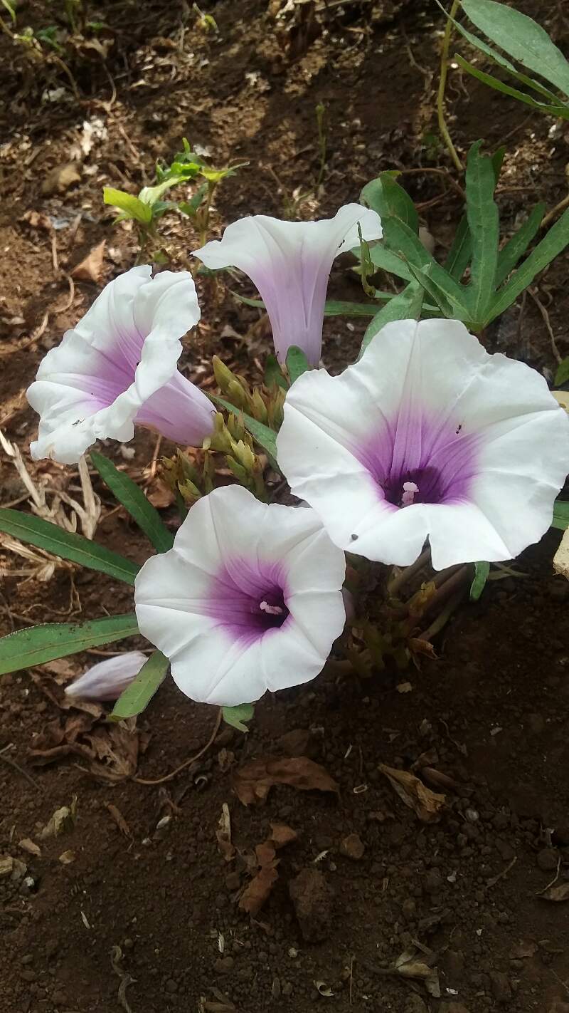 Tanaman Ubi Muntul Ternyata Memiliki Bunga Yang Indah Warna Putih - KkhTop