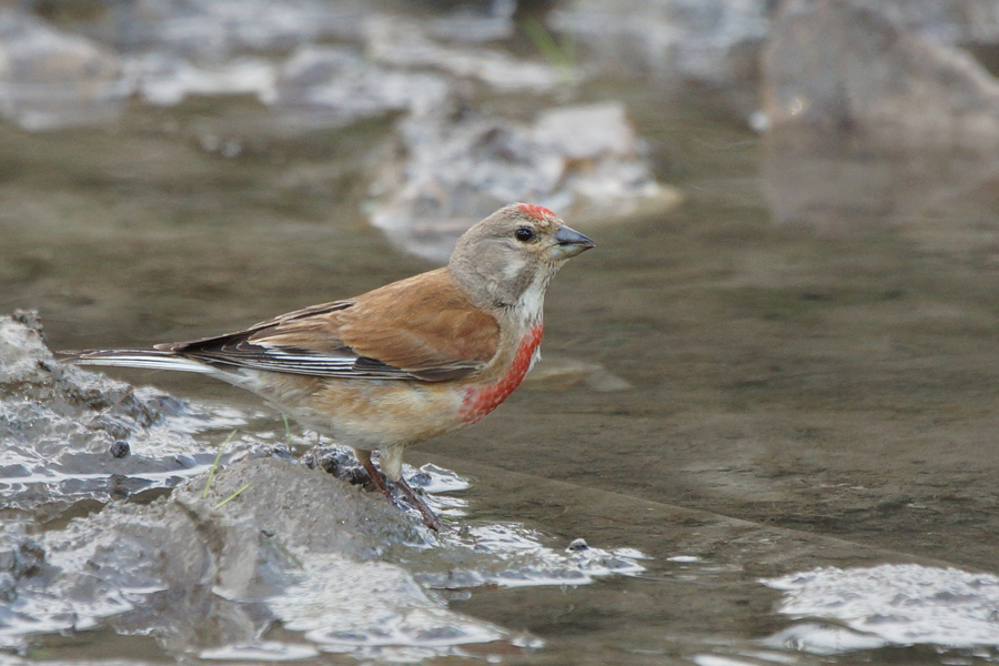 Pasión por las aves: Pardillo común.(Carduelis cannabina)