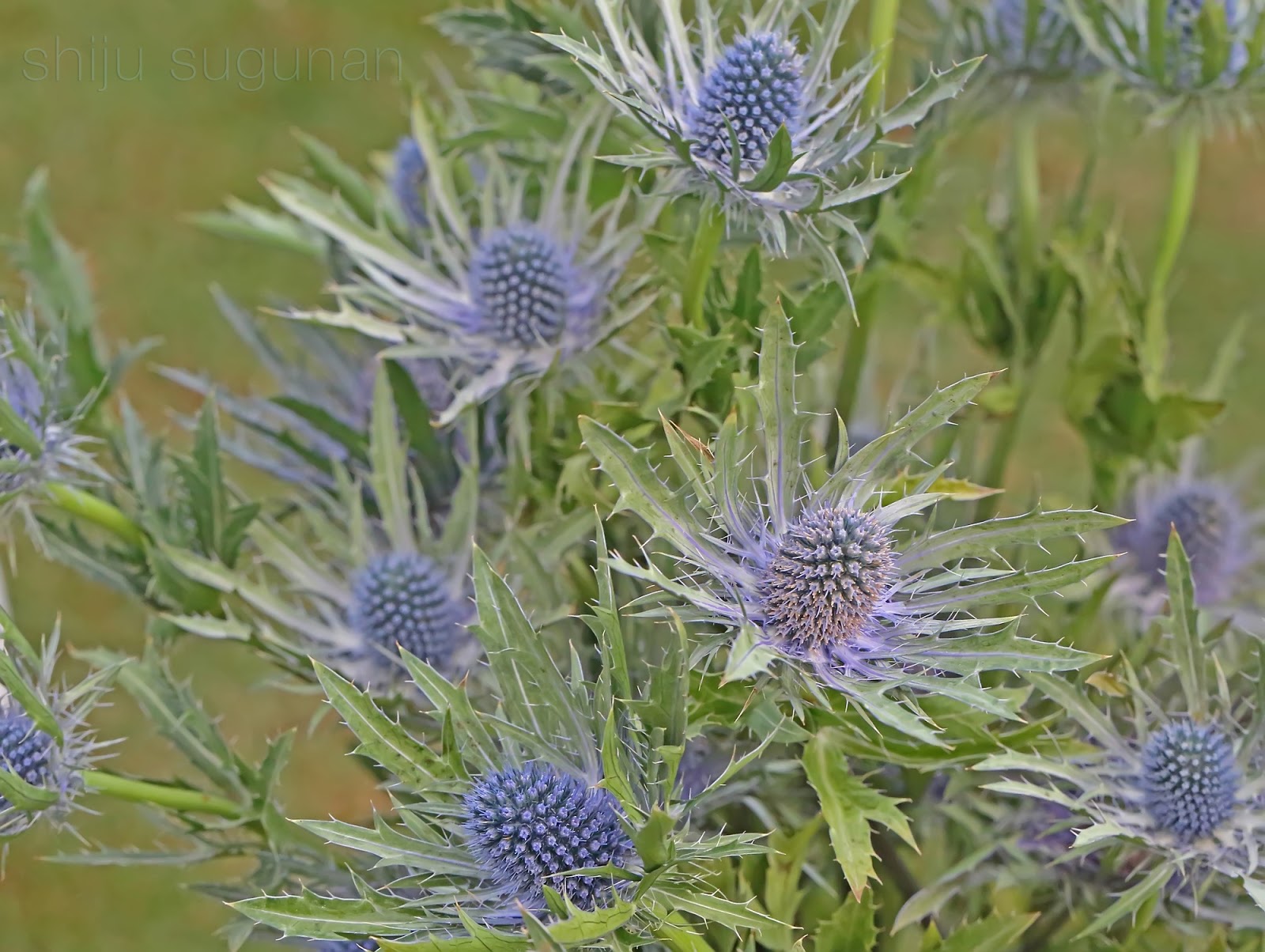 Cranium Bolts: Lalbagh flower show 2020
