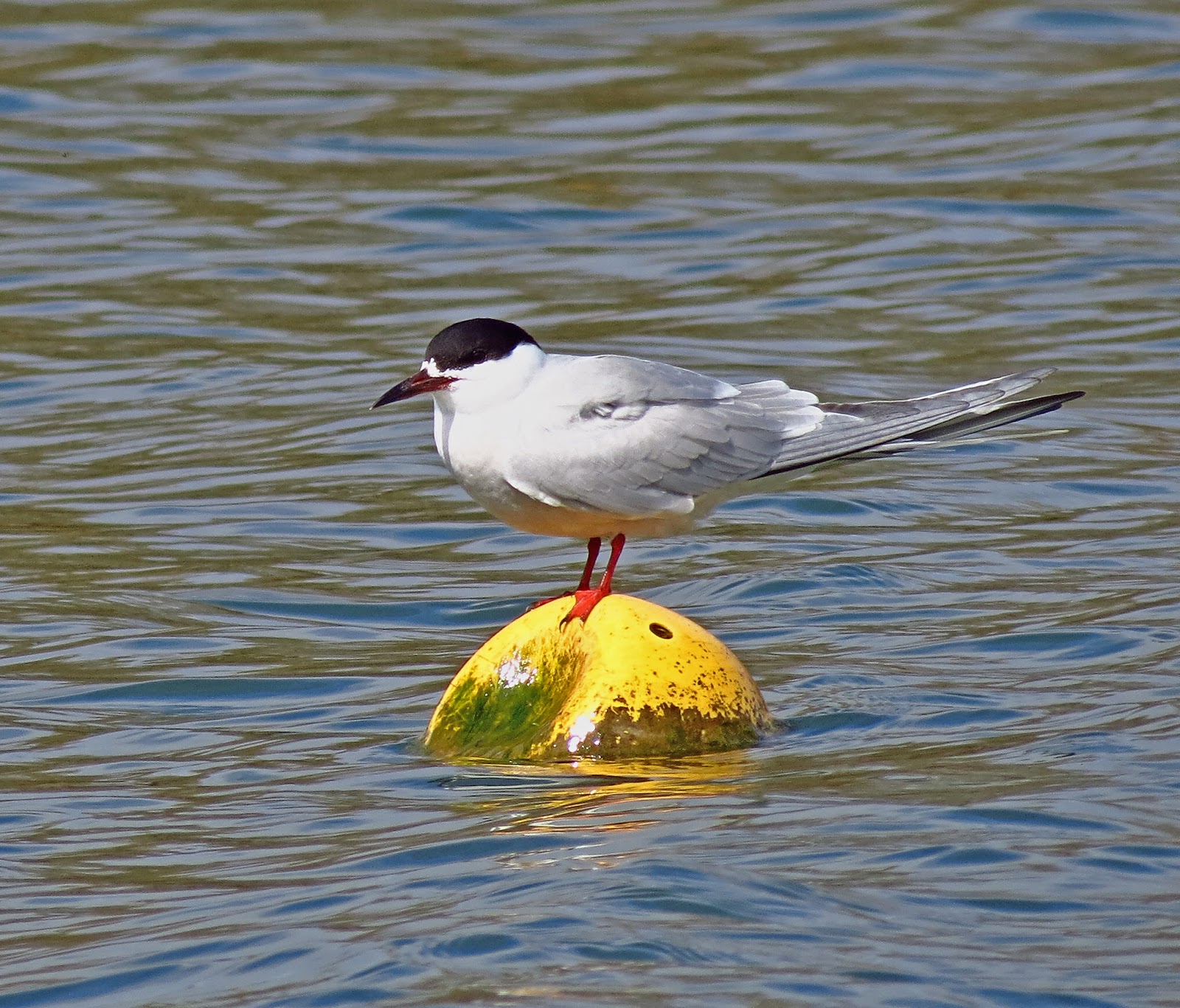 Hedgeland Tales: Common Tern