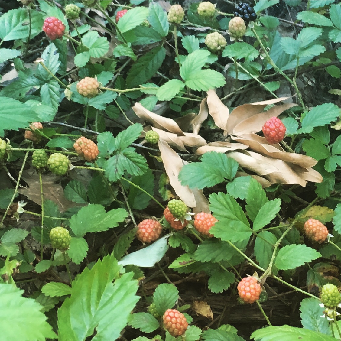 Foraging Texas: Dewberry