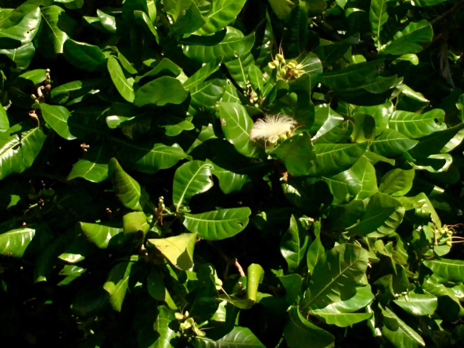 Barringtonia asiatica (Barringtonia)