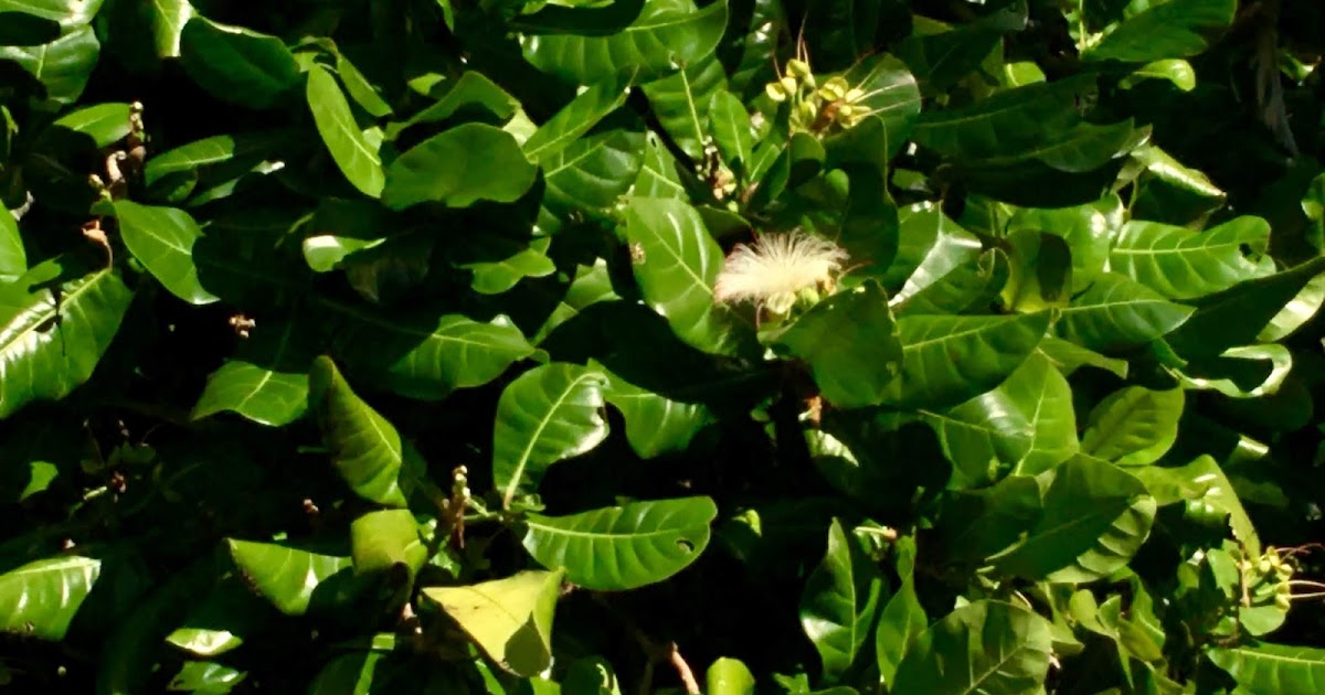 Barringtonia asiatica (Barringtonia)