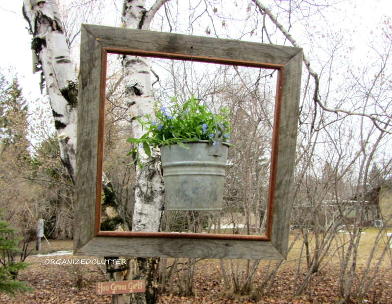 Framed Lobelia Bucket - Organized Clutter
