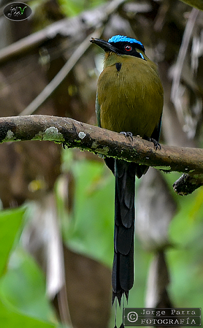 Jardín de Aves: Barranquero