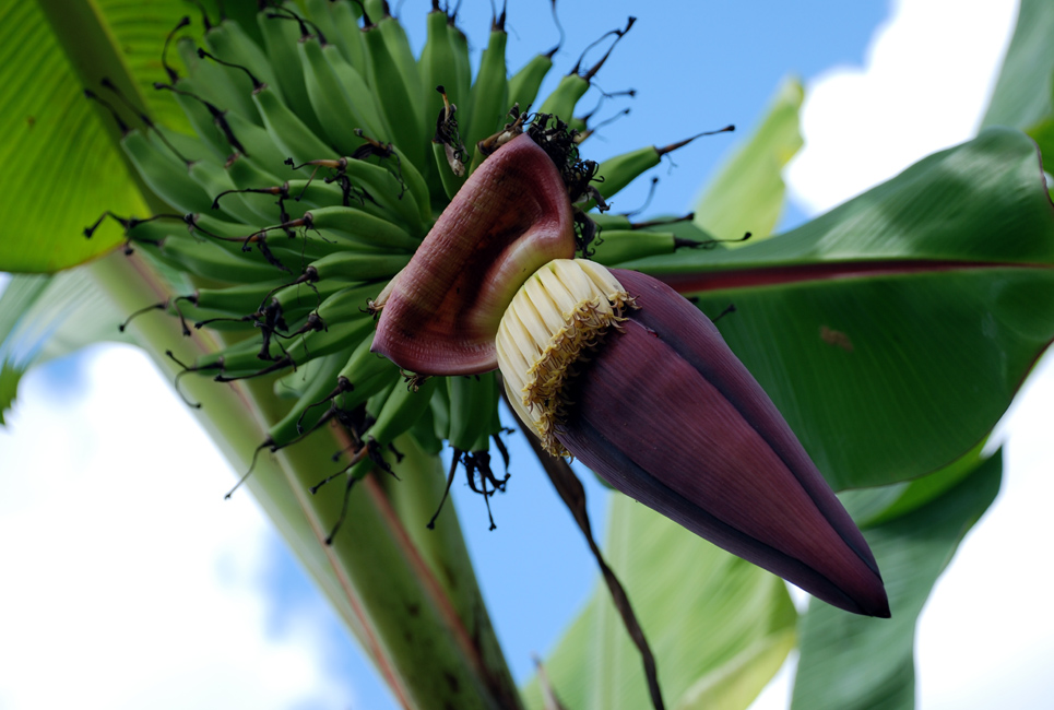 Authentic Pilipino cuisine straight from Rosalina's Kitchen: Kare-Kare