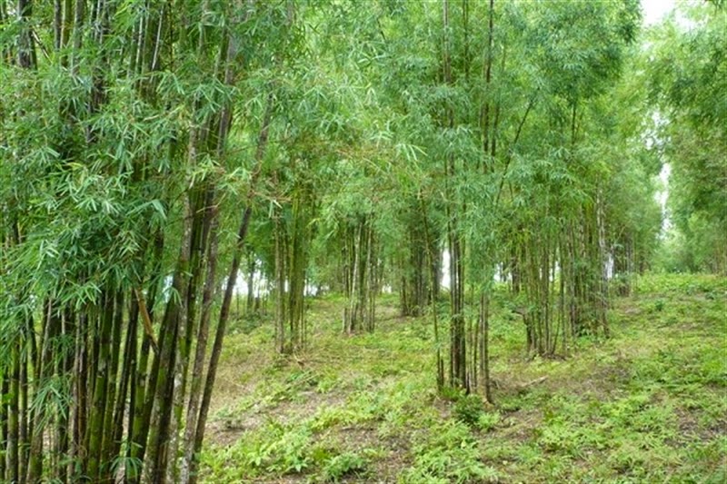 Joy in Thailand: Bambù in Thailandia