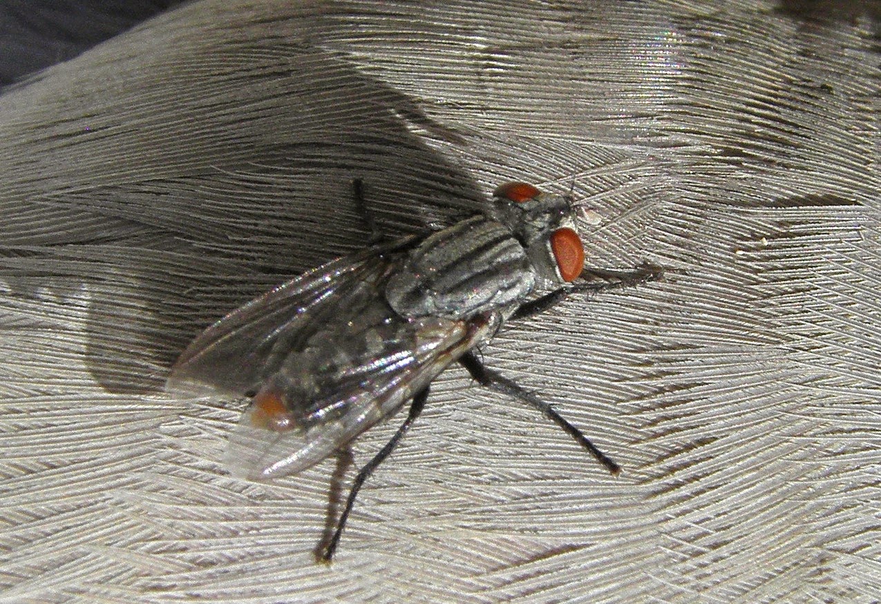 Arizona: Beetles, Bugs, Birds and more: Fascinating Flies