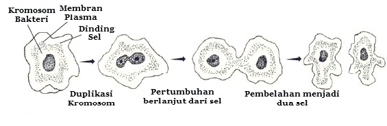 REPRODUKSI SEL