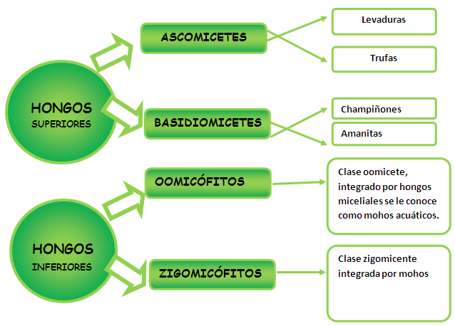 Taxas Biológicas : Reino Fungi