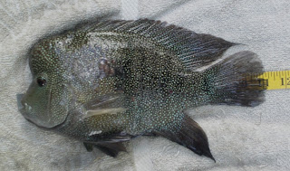 Catching the Elusive Texas Sunfish: Exotic Fishes in Texas Waters
