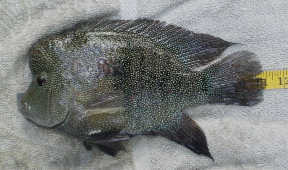 Catching the Elusive Texas Sunfish: Exotic Fishes in Texas Waters