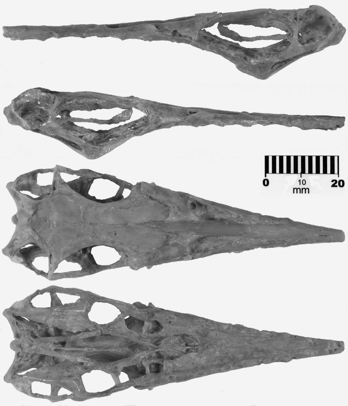 Pterosaur.net Blog: Cataloging the Carnegie