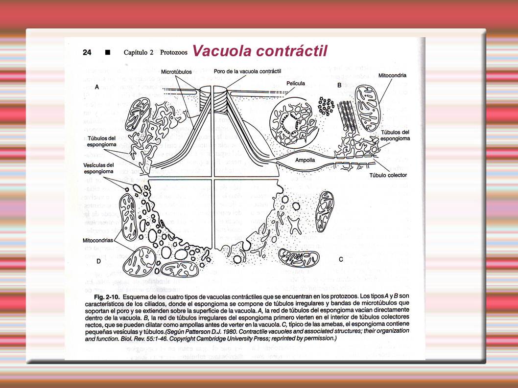 Biología Amalia Sobera: Vacuola contráctil