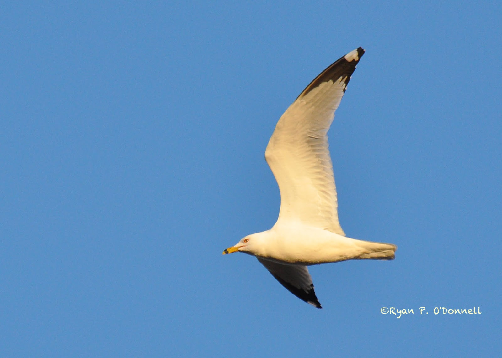 Birding Is Fun!: Identifying adult California Gulls and Ring-billed ...