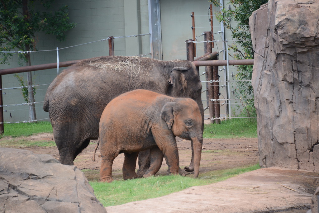 Elephant update: Chai and Bamboo making friends at Oklahoma City Zoo