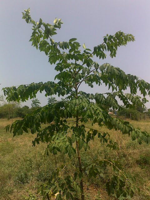 KOTHUKAADU - Beyond Birding