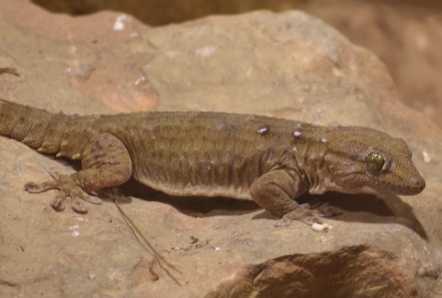 ZOOTOGRAFIANDO (6.100 ANIMALS): SALAMANQUESA DE PUNTOS BLANCOS / RINGED ...