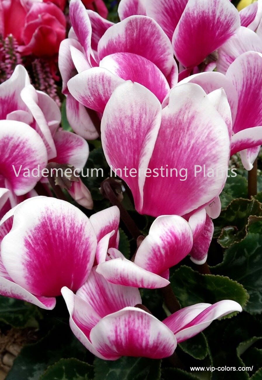 Vademecum Interesting Plants: Cyclamen persicum - Cyklamen perski - Cyclaam