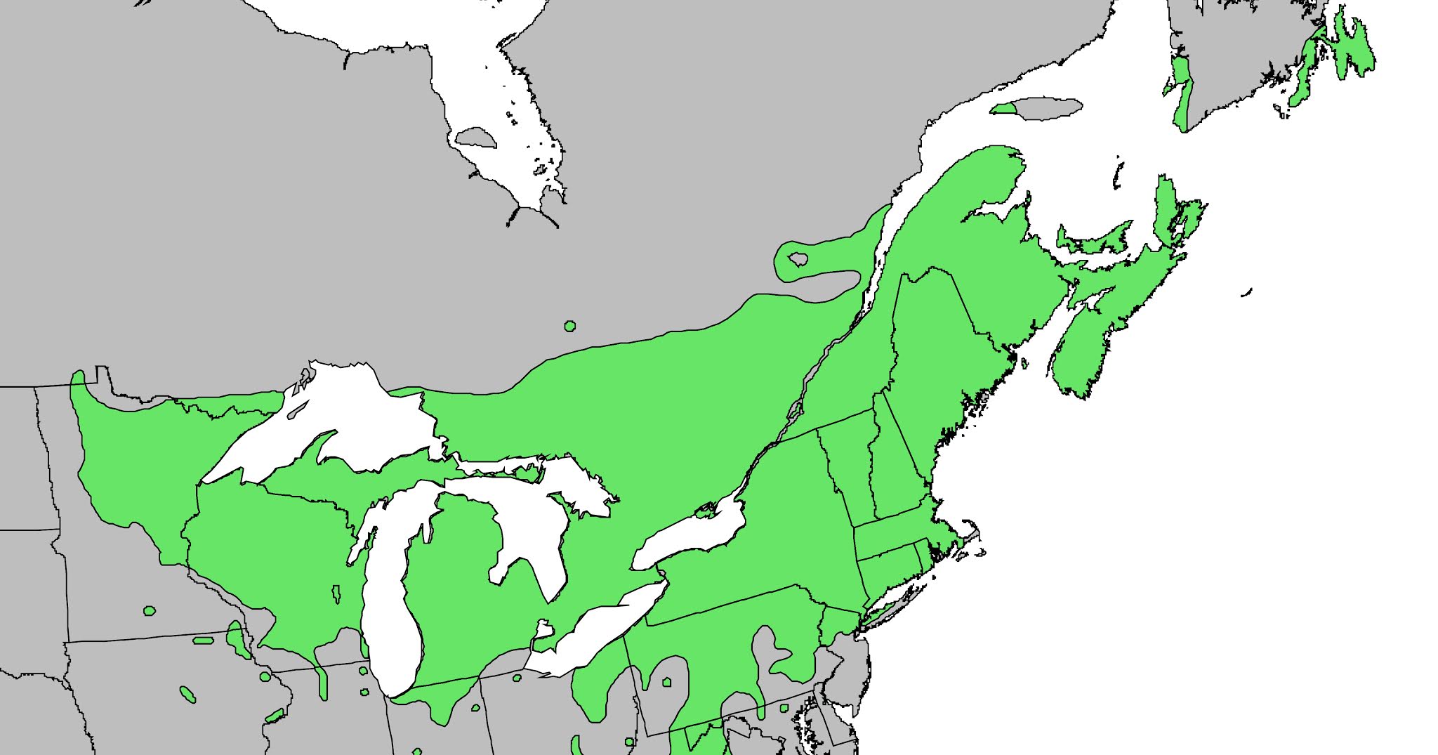 Replant.ca Environmental: The Yellow Birch tree (Betula alleghaniensis)