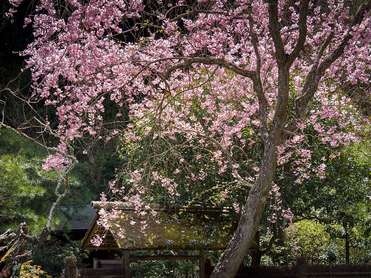 FROM THE GARDEN OF ZEN: Sidare-zakura (Prunus pendula Maxim.) blossoms ...