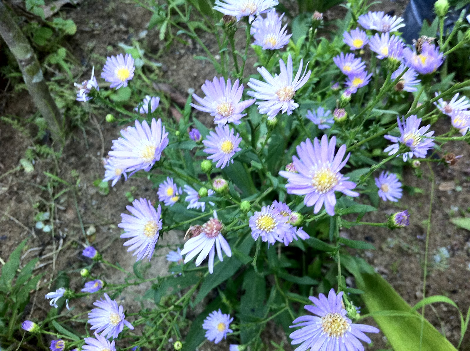 My Experimental Garden: Aster variety