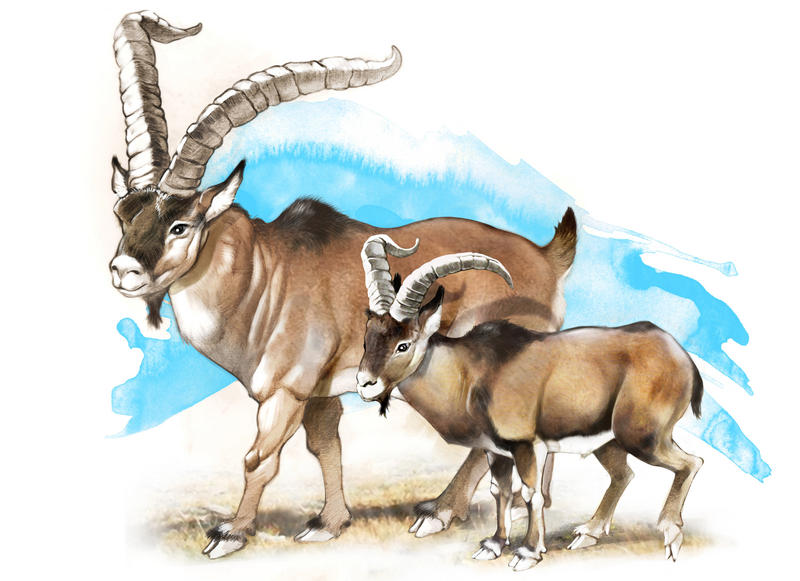 Pileta de Prehistoria: Bucardos gigantes habitaron el sur de los ...