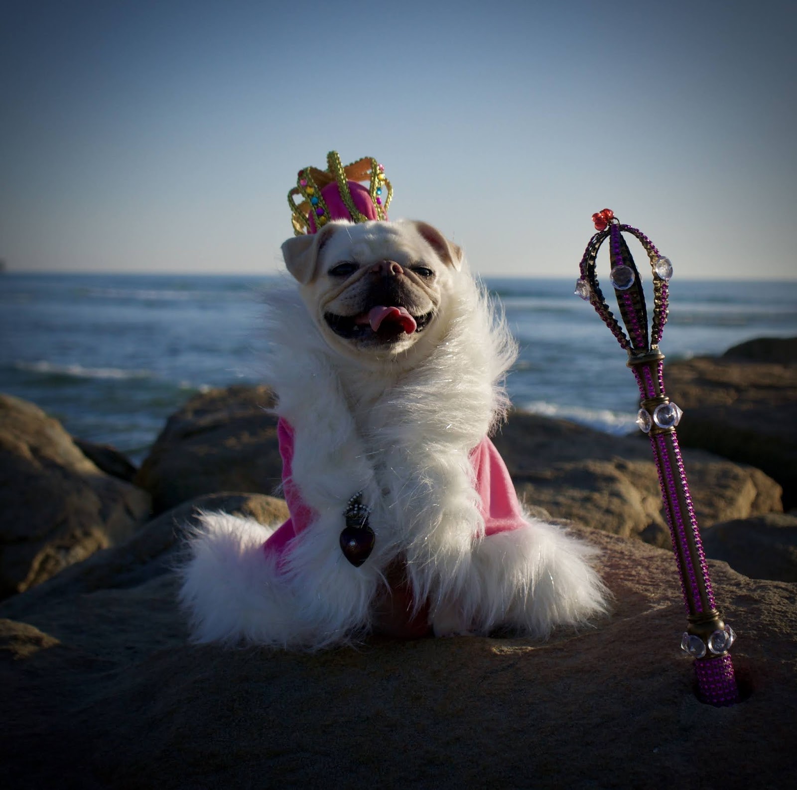 Helen Woodward Animal Center's 15th Annual Surf Dog Surf-A-Thon Goes ...