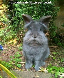 mo-animals: A grumpy old man rabbit (with moustache)