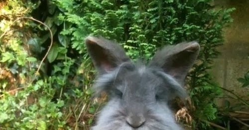 mo-animals: A grumpy old man rabbit (with moustache)