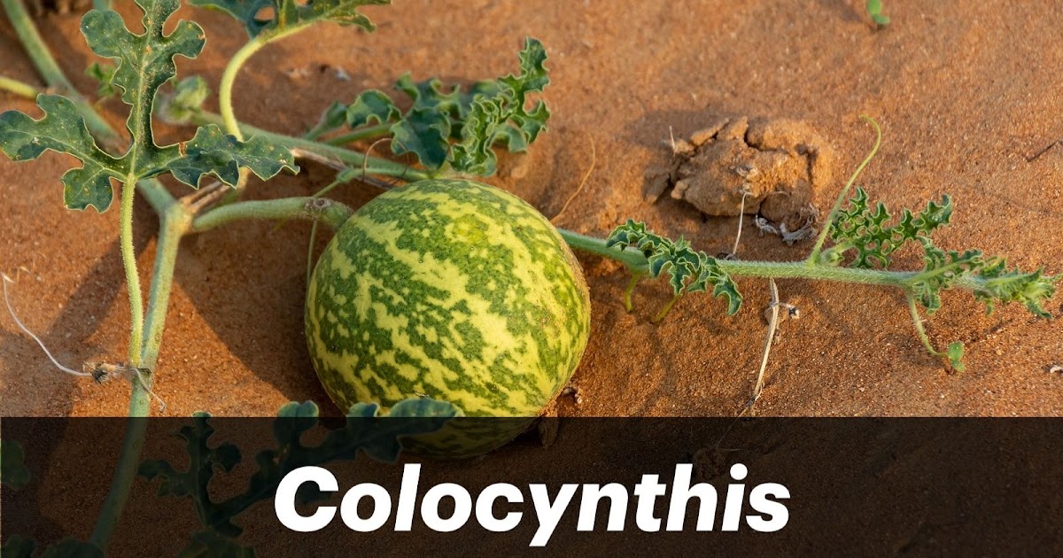 Colocynthis (homeopathie)