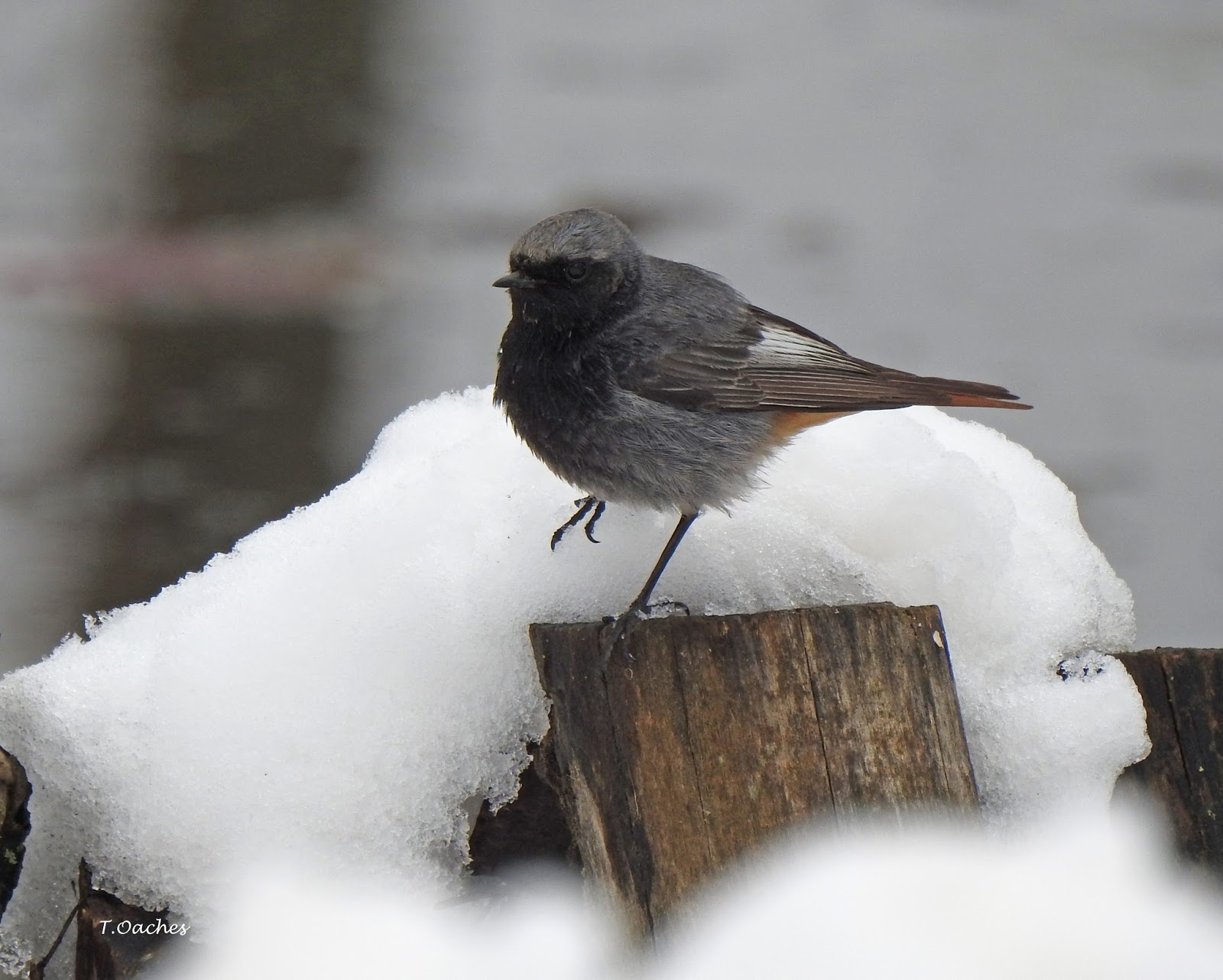 PASARI DIN ROMANIA: CODROS DE MUNTE (1), Phoenicurus ochruros